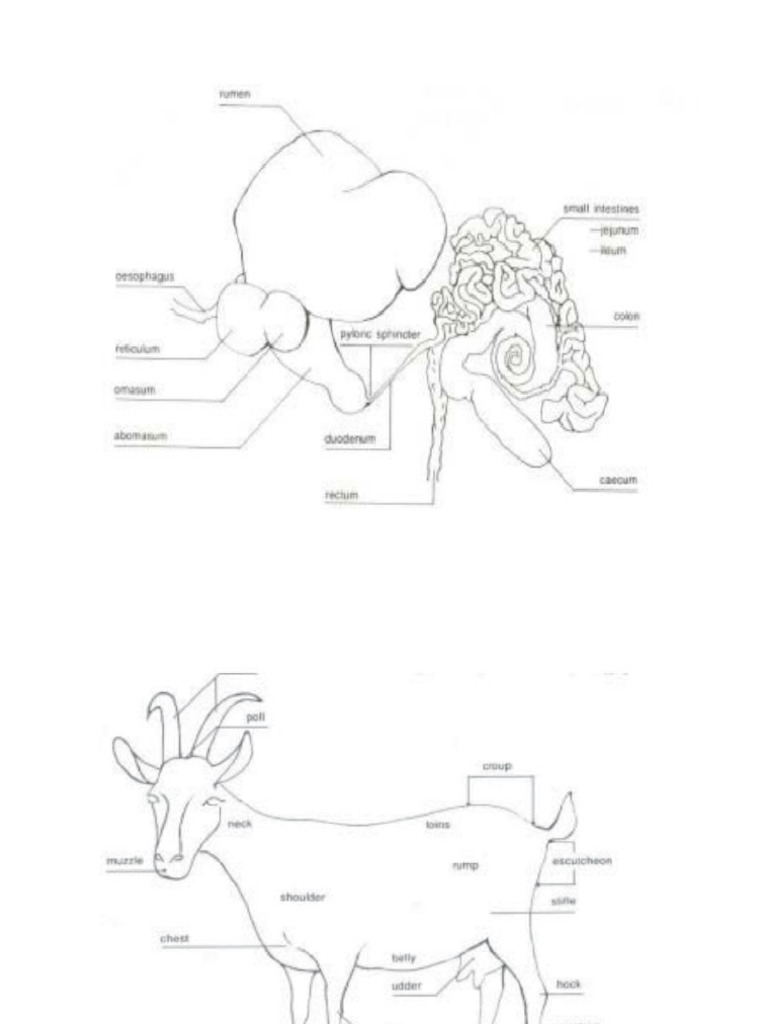 Goat and Sheep Body Part & Digestive System | PDF