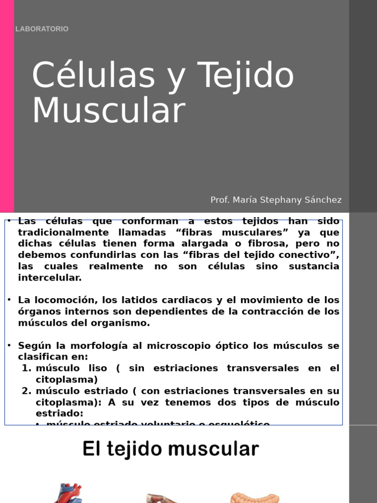 Células y Tejido Muscular 2022 | PDF