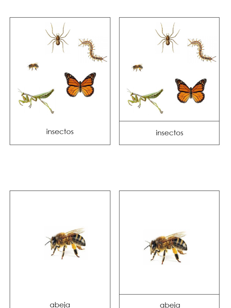 Tarjetas Clasificadas Insectos | PDF