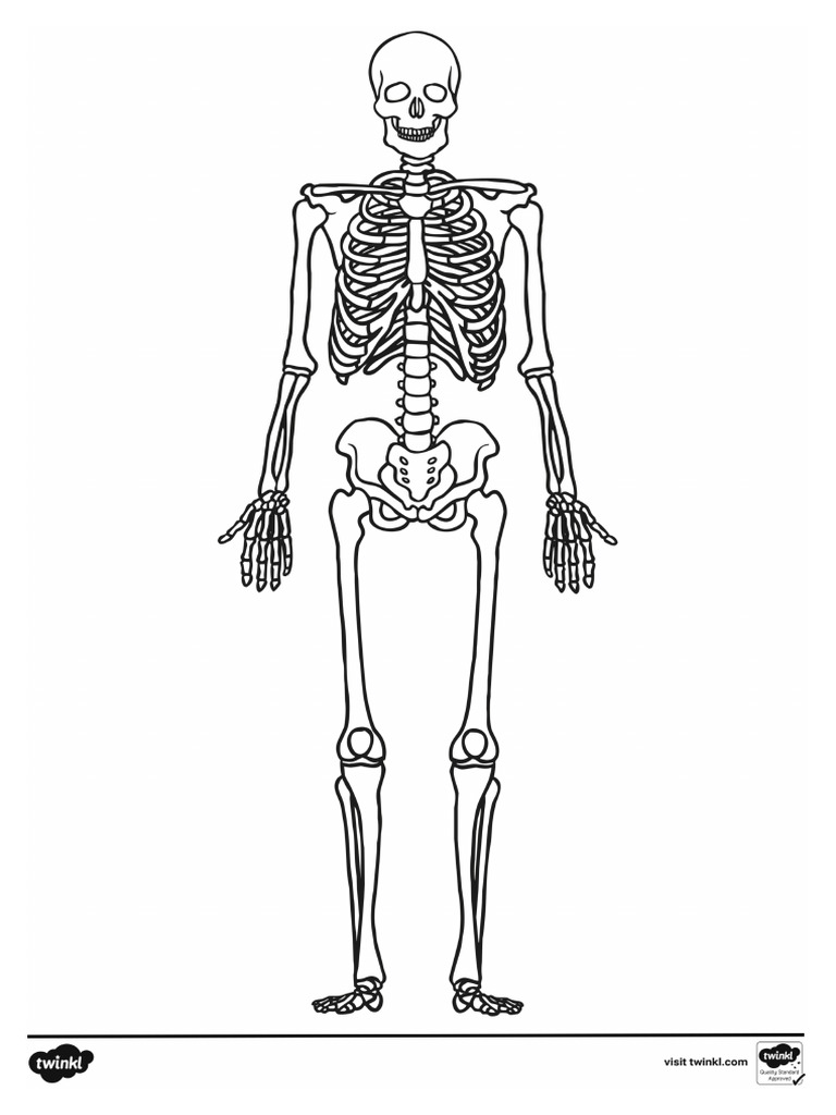 Skeletal System Color | PDF