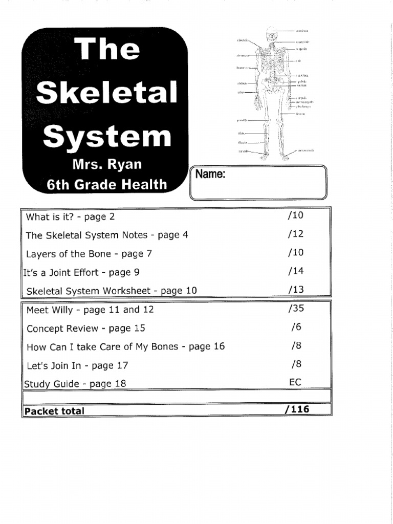 Skeletal Packet PDF | PDF
