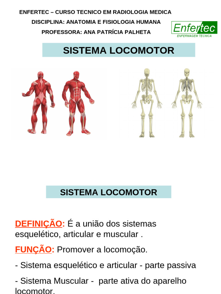 Sistema Locomotor Aula Pdf Osso Cartilagem