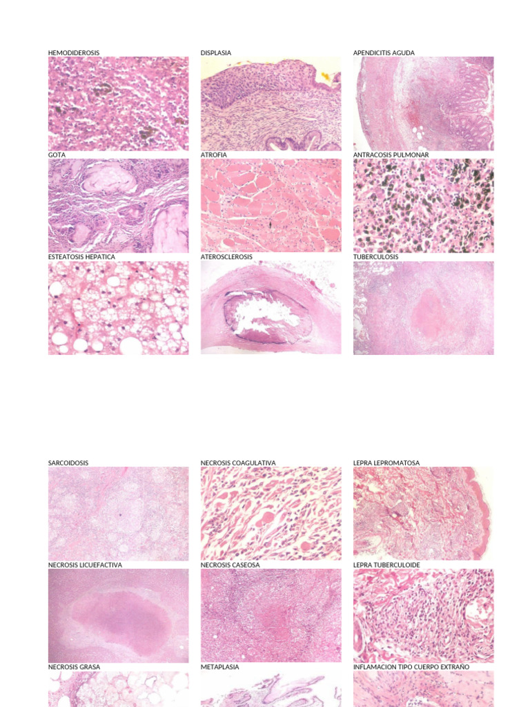 ImÃ¡genes Pato.1. Primer Bloque | PDF