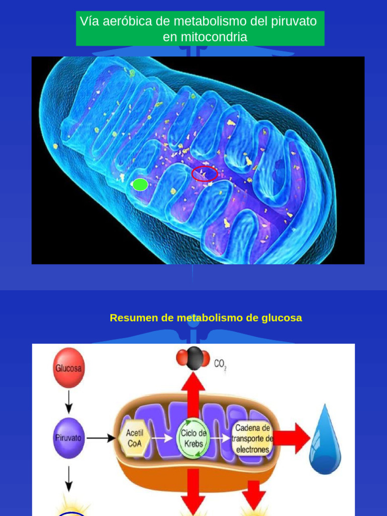 2024 Formación de ATP | PDF