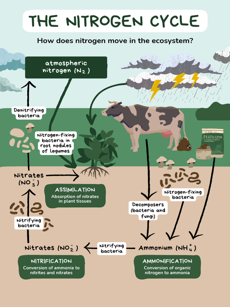 Nitrogen Cycle | PDF