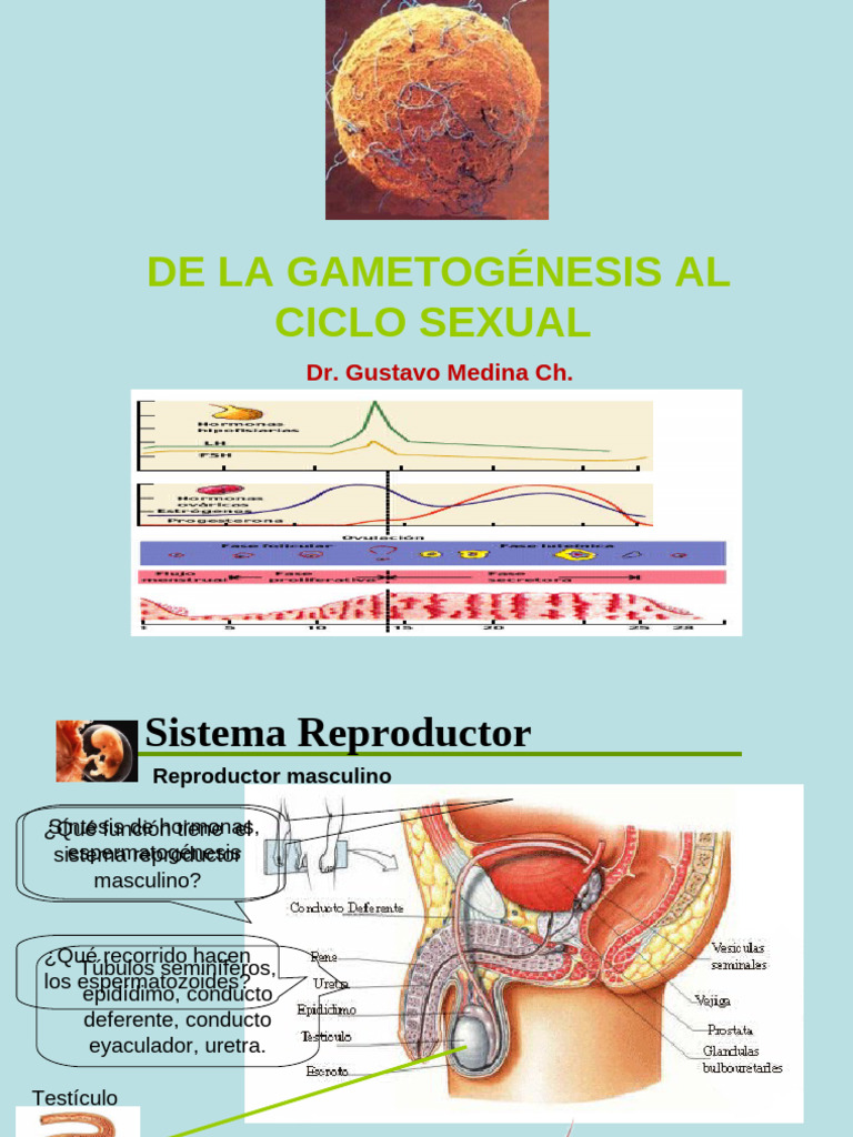 F2 Gametogenesisy Ciclo Sexual .Gus | PDF