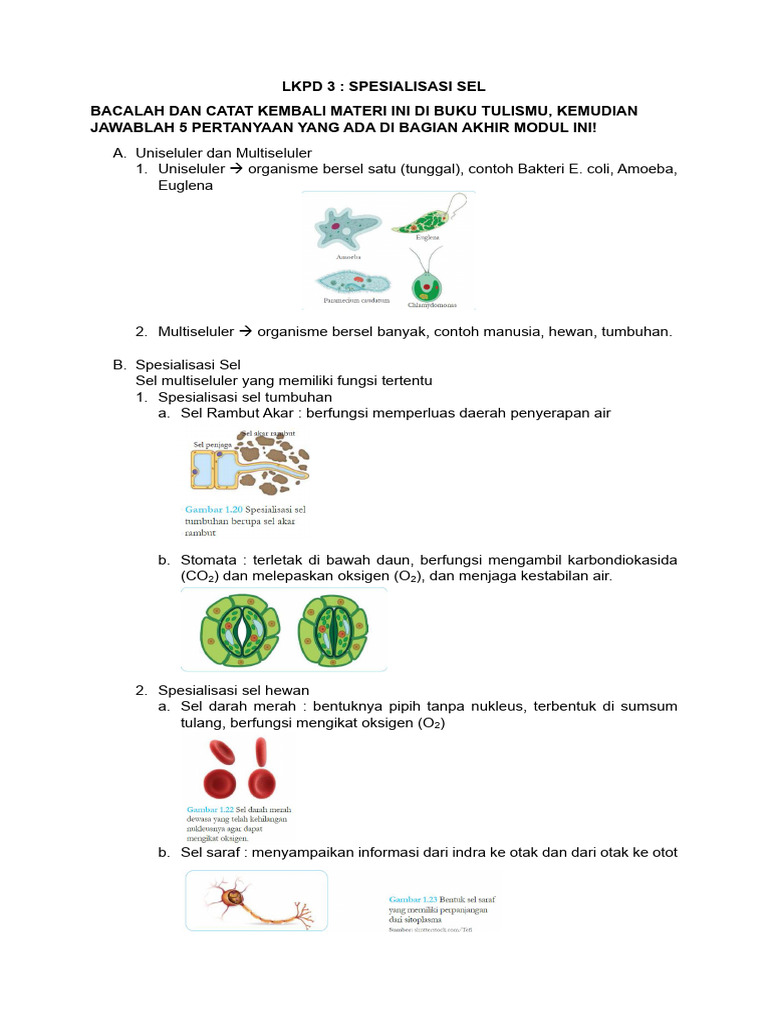 LKPD 3 - Spesialisasi Sel | PDF