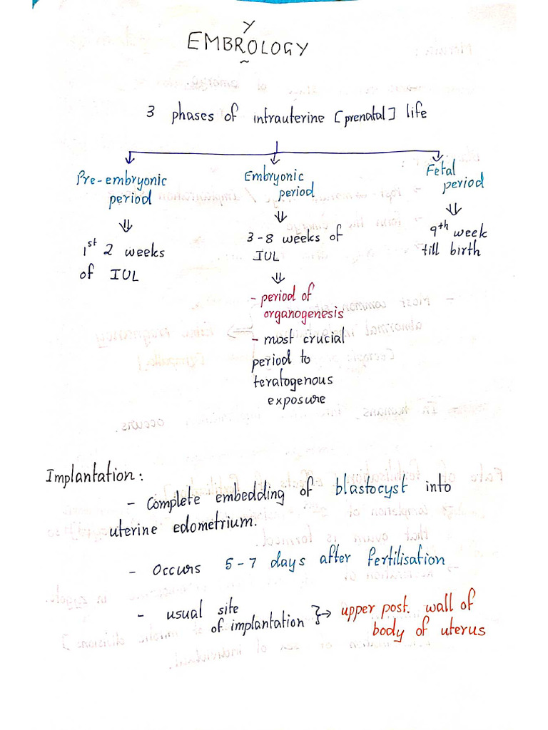 EMBRYOLOGY FULL NOTES For 1st Mbbs | PDF