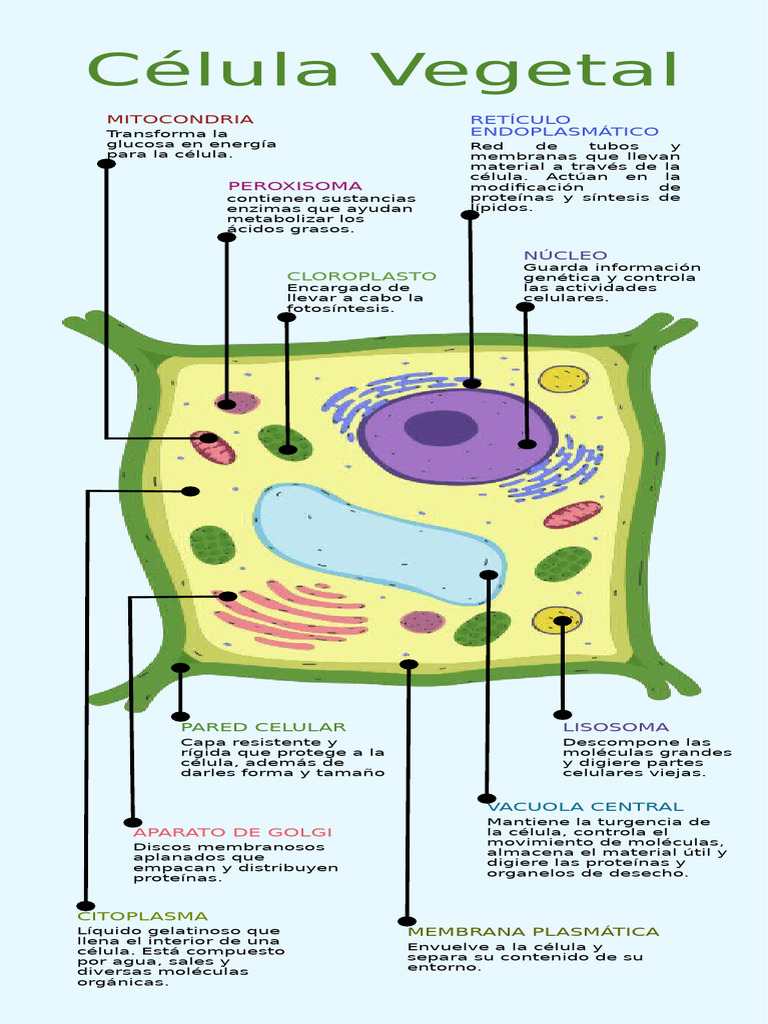 Infografía Célula Vegetal Ilustrada Verde y Azul | PDF