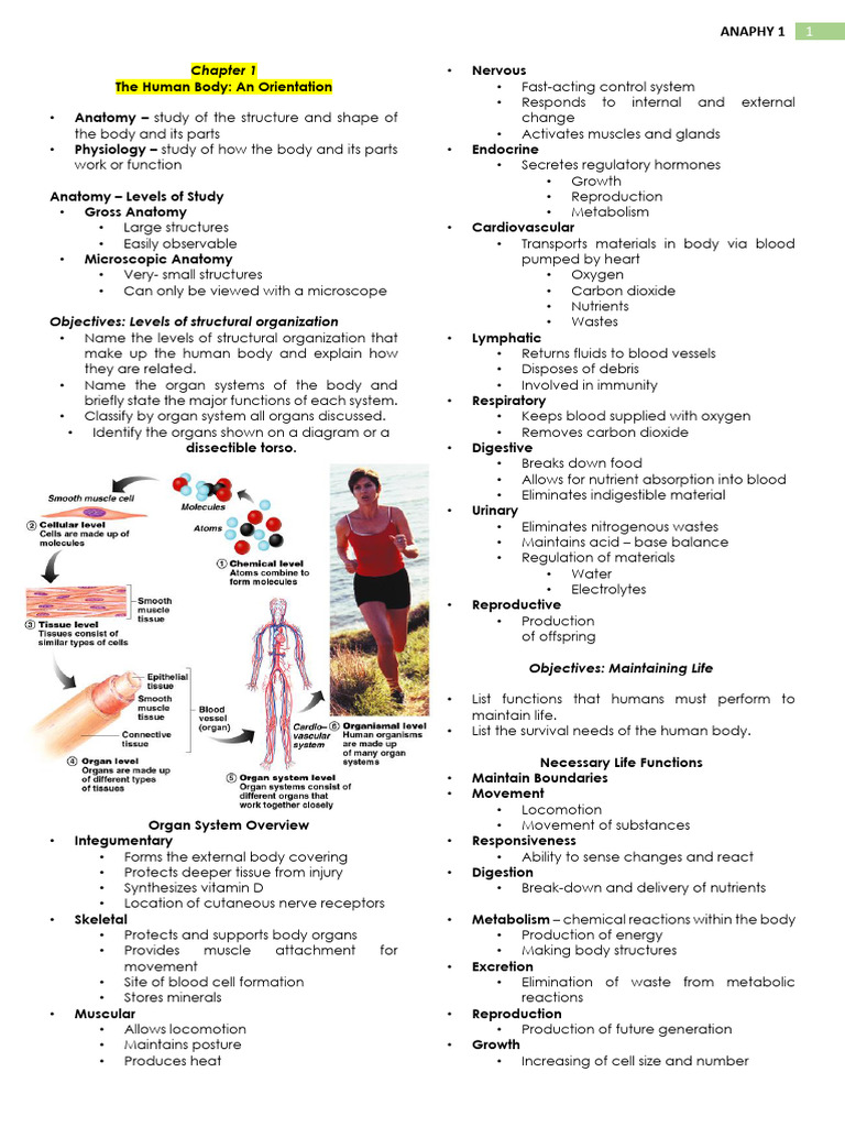 Anaphy 1 (Prelim) | PDF | Epithelium | Atomic Nucleus