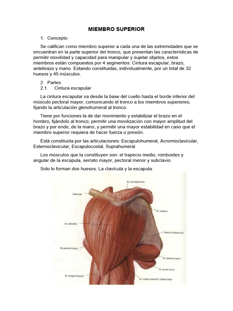 Miembro Superior e Inferior | PDF
