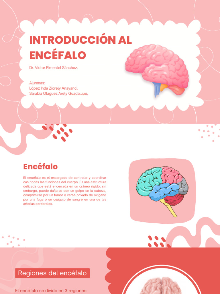 Introducción Al Encéfalo | PDF
