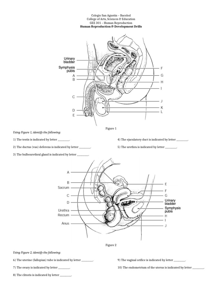 Gee 301 Human Reproductive System Drills 2 | PDF