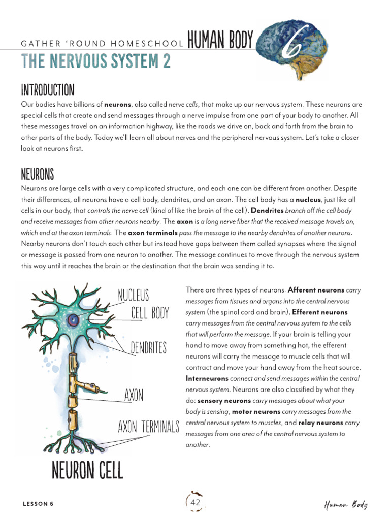 The Human Body 6 | PDF