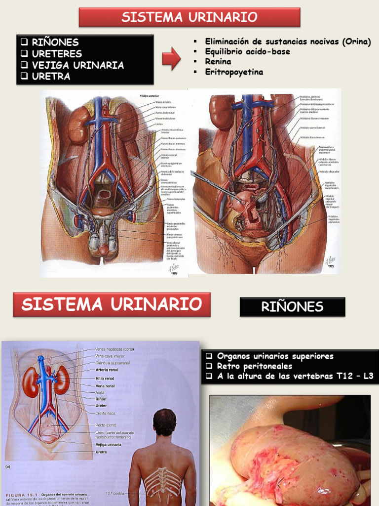 Anatomia del Sistema Urinario y Reproductor morfo | PDF