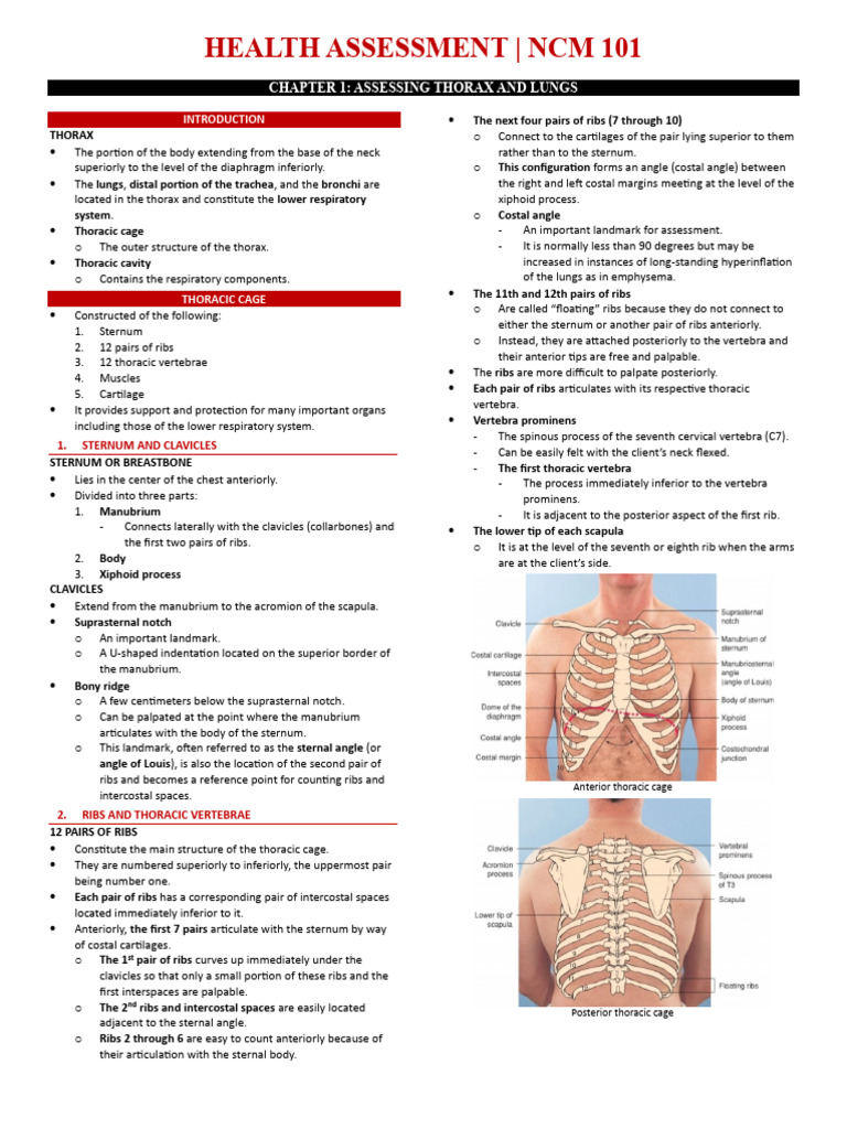 Assessing Thorax and Lungs | PDF