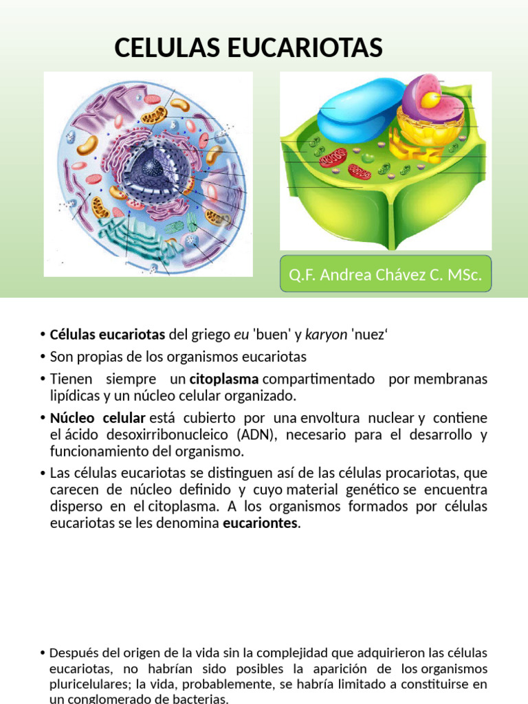 Celulas Eucariotas | PDF | Célula (Biologia) | Eucariotas