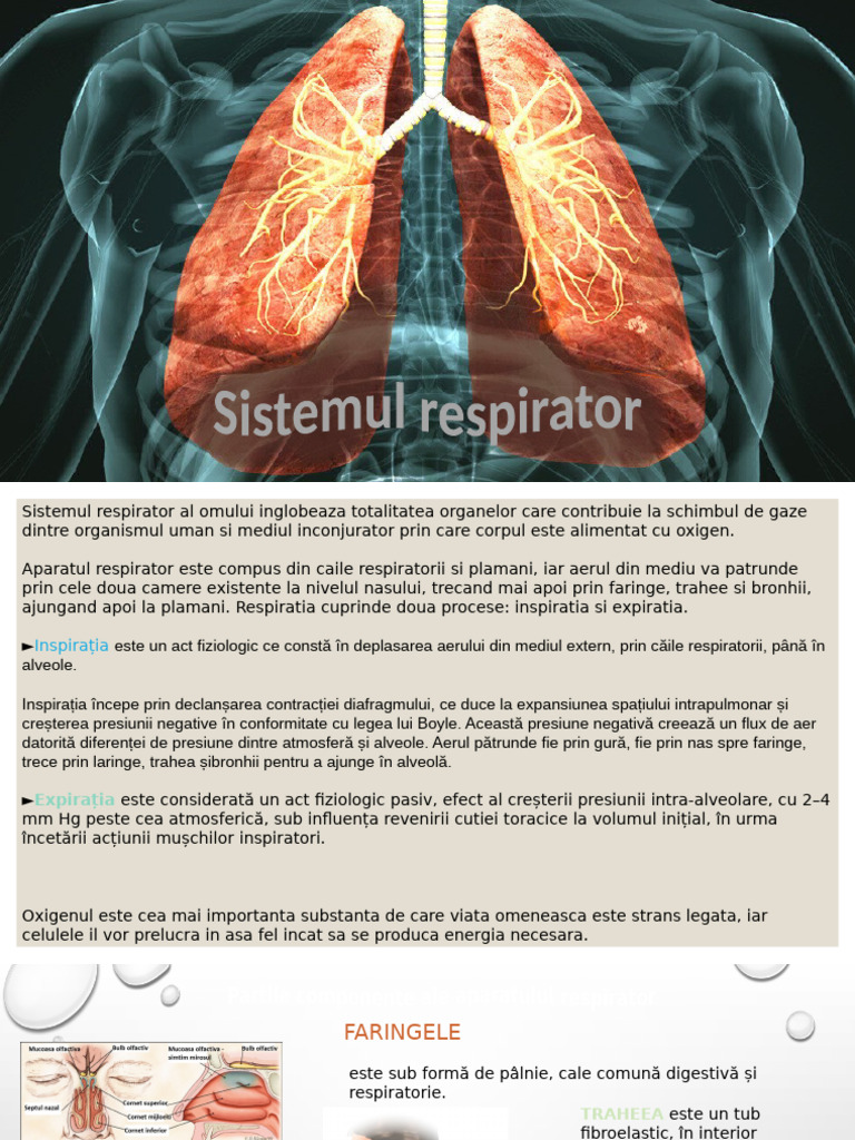 Sistemul Respirator | PDF