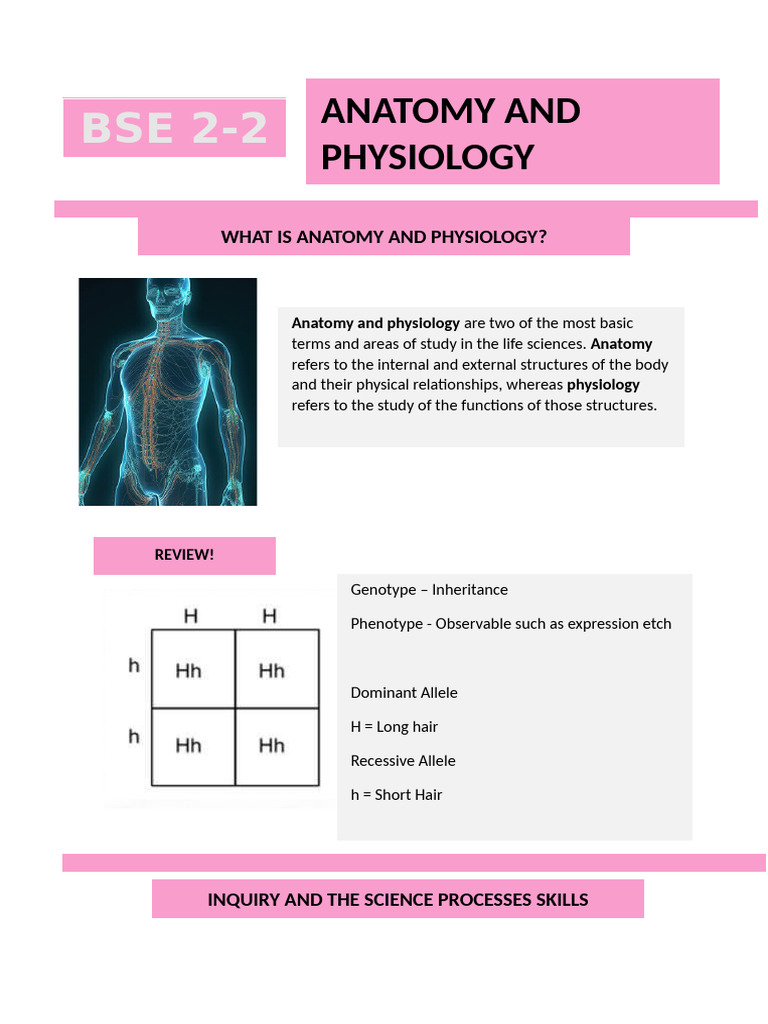 ANATOMY | PDF