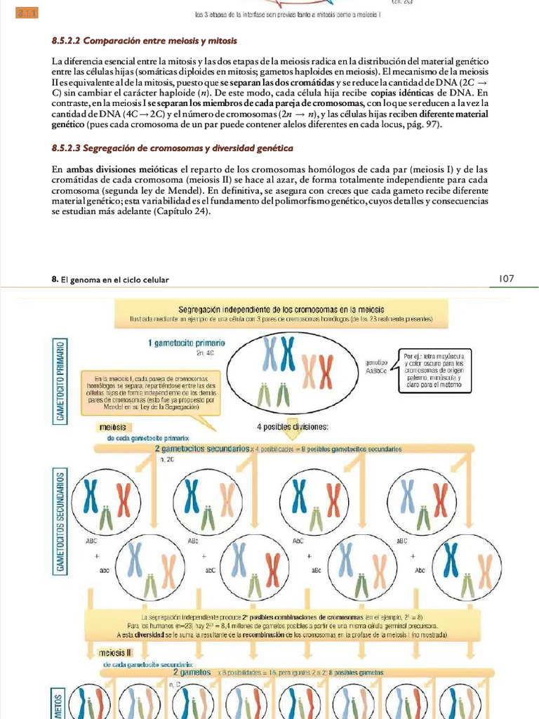 PDF Texto Ilustrado de Biologia Molecular e Ingenieria Genetica 2da Edicion Angel Herraez ...