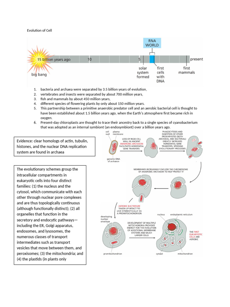 Evolution of Cell | PDF