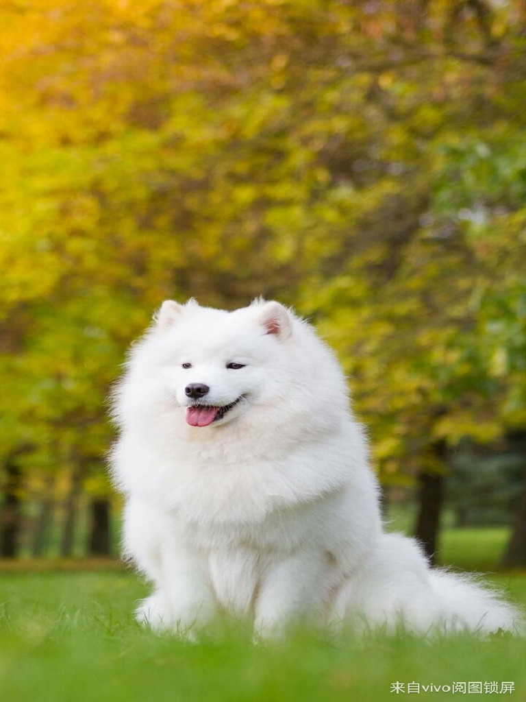 PDF_Phoenix_20240918_100912 | PDF