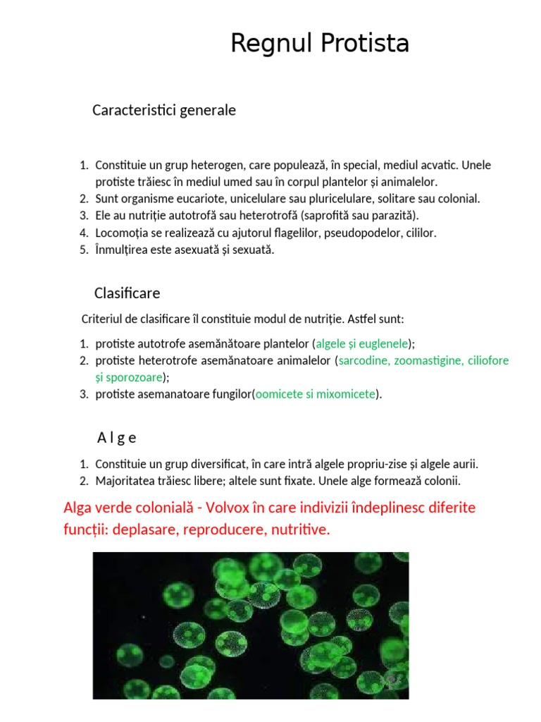 Regnul Protista | PDF