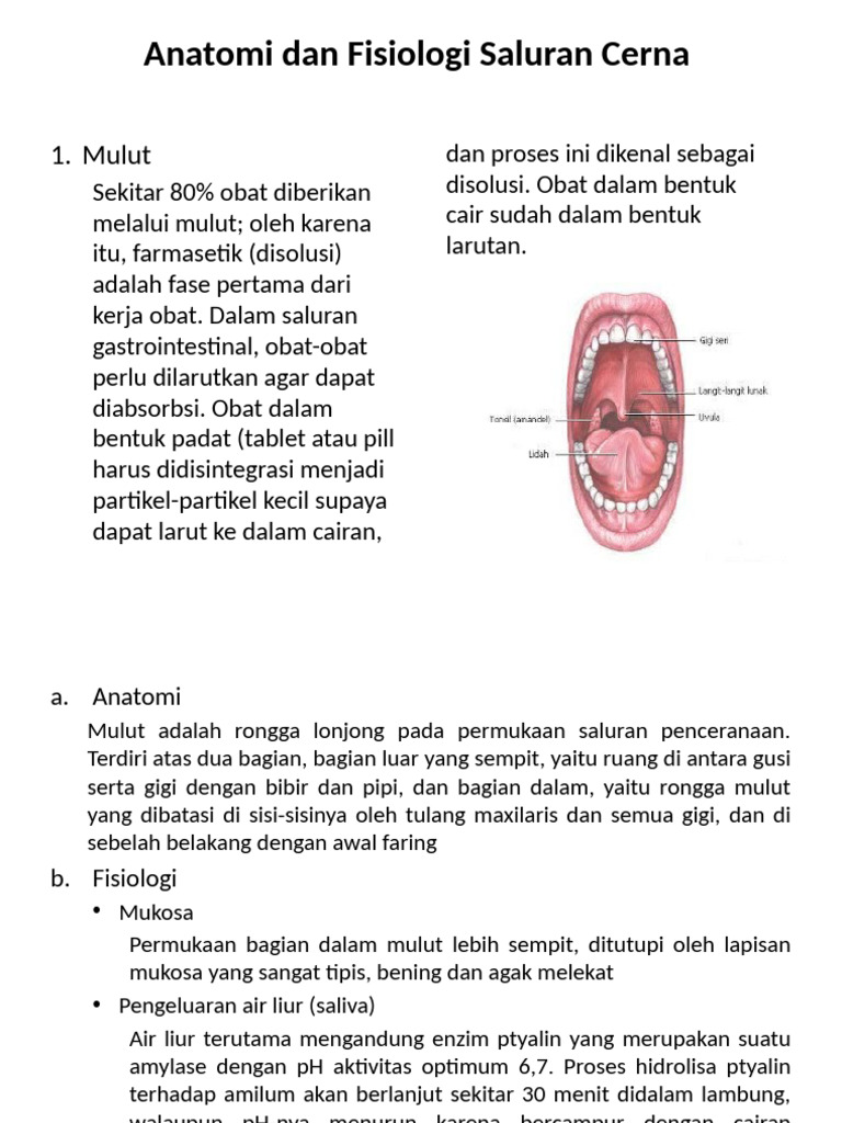 Anatomi dan Fisiologi Saluran Cerna | PDF