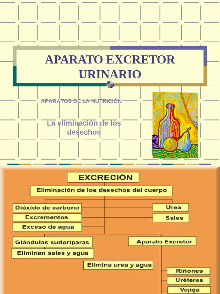 Aparato Excretor | PDF