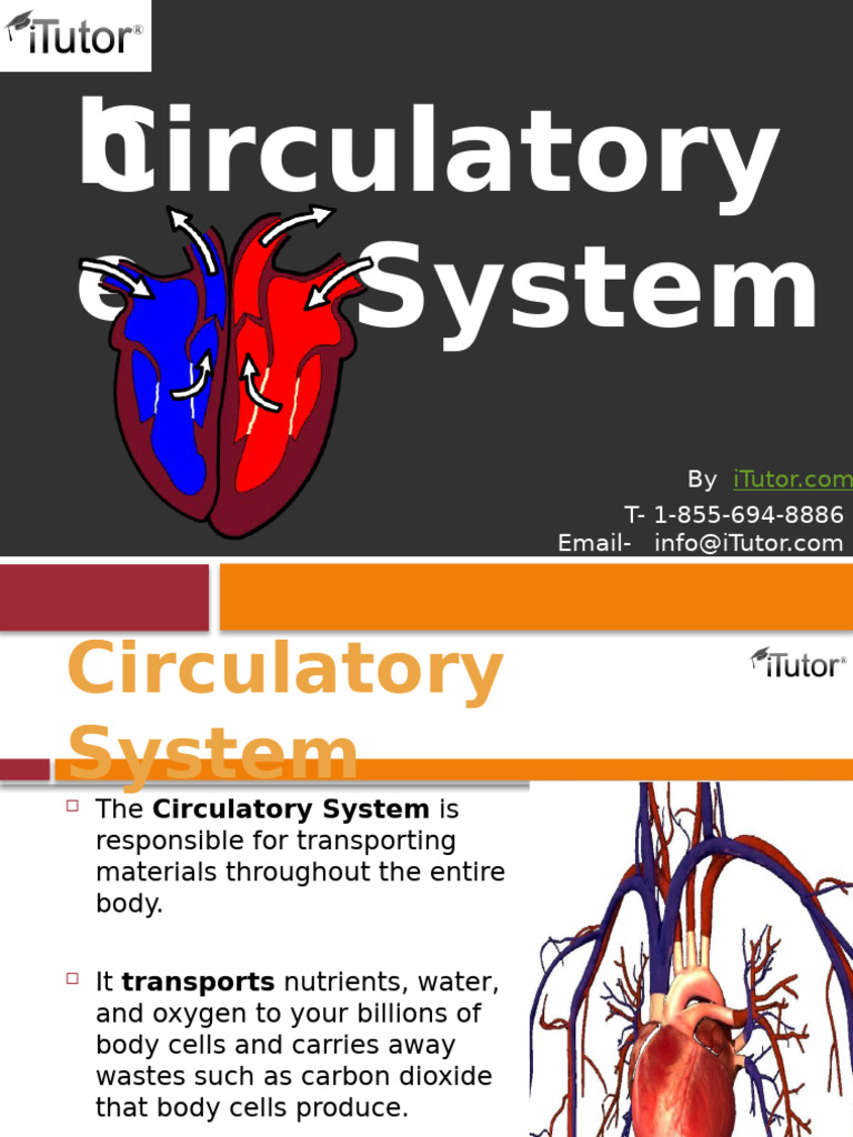 The Circulatory System | PDF