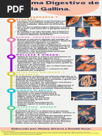 Sistema Digestivo Carnivoro | PDF | Digestión | Sistema digestivo humano