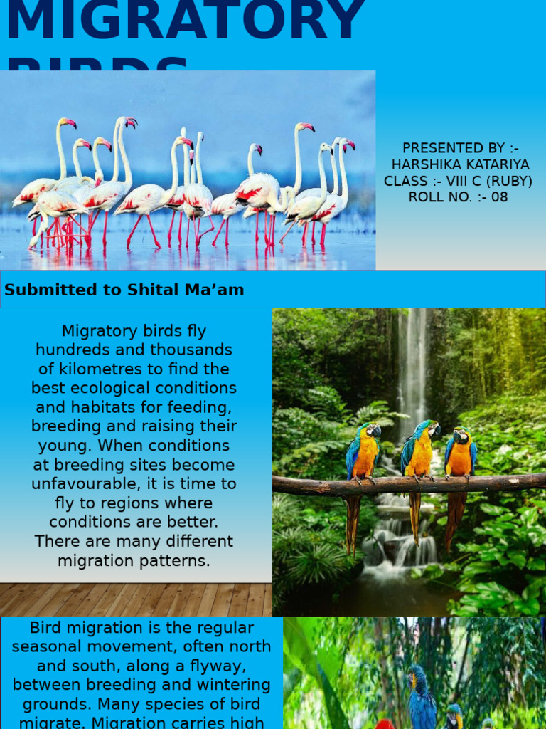 Migratory Birds Presentation | PDF