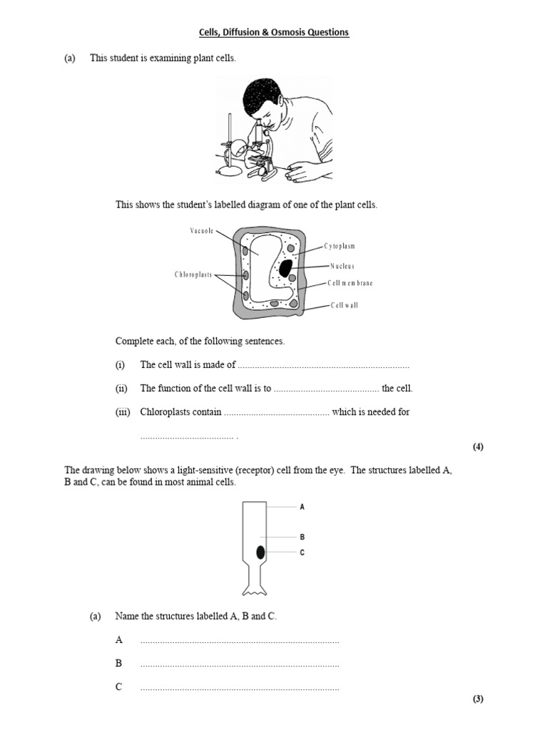 Cells, Diffusion & Osmosis Questions | PDF | Osmosis | Cell (Biology)