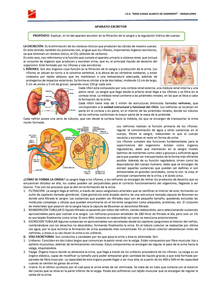 Ficha Aparato Excretor | PDF