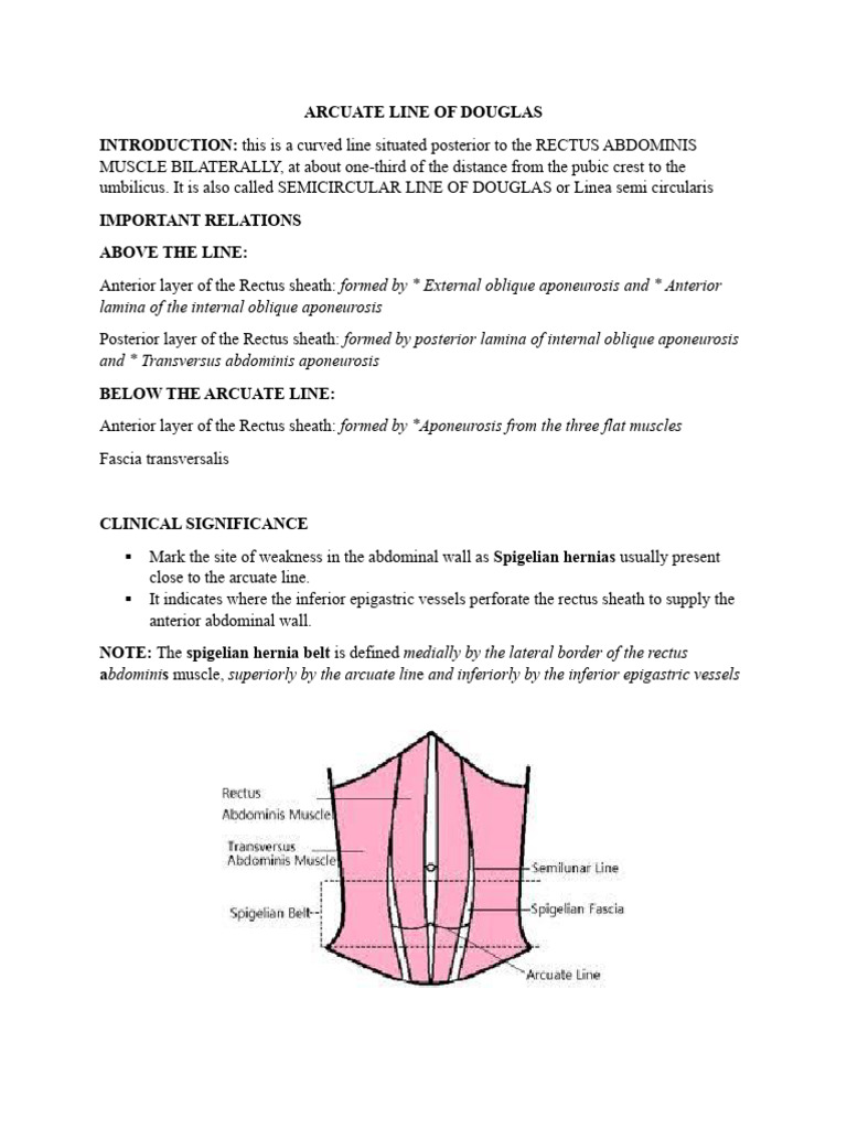 Arcuate Line of Douglas | PDF | Social Science