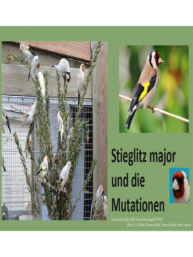 Stieglitz Major Mutationen | PDF