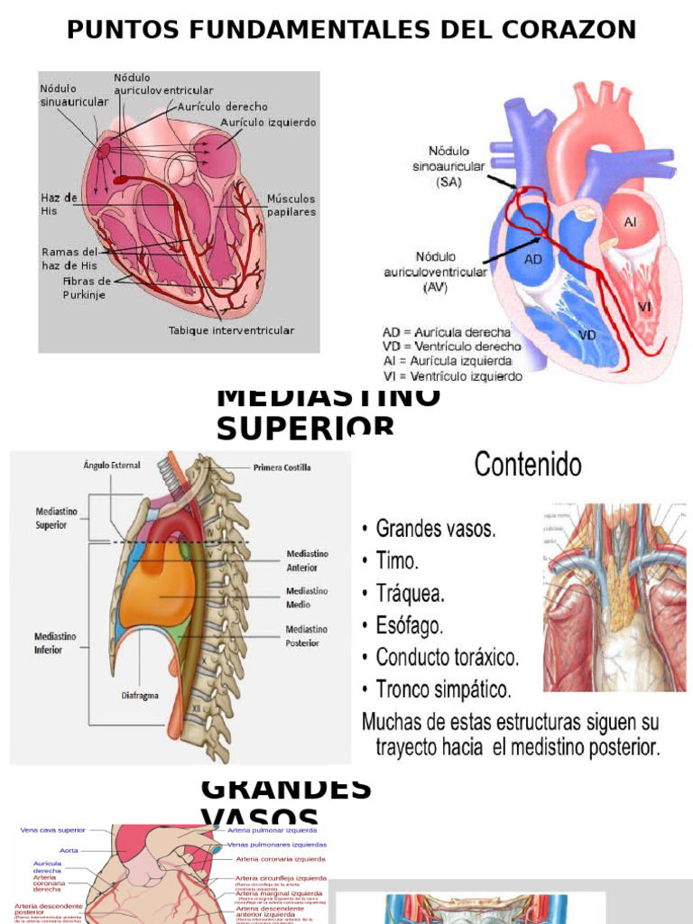 PUNTOS FUNDAMENTALES DEL CORAZON | PDF