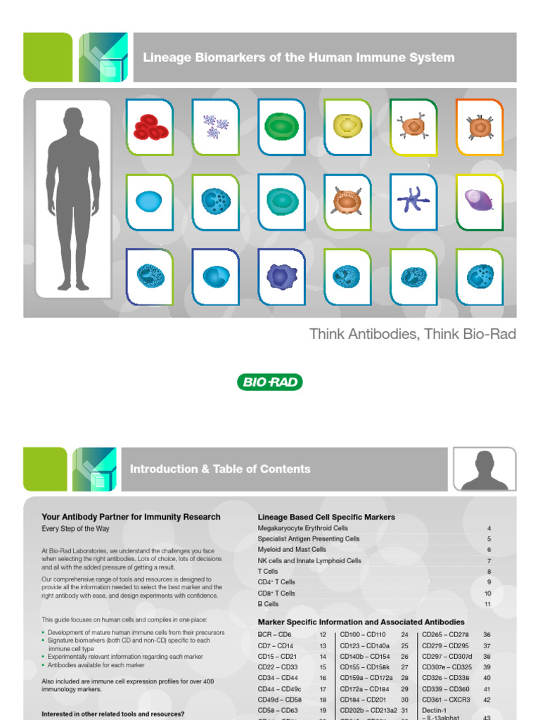 BIORADlineage Biomarkers of The Human Immune System | PDF