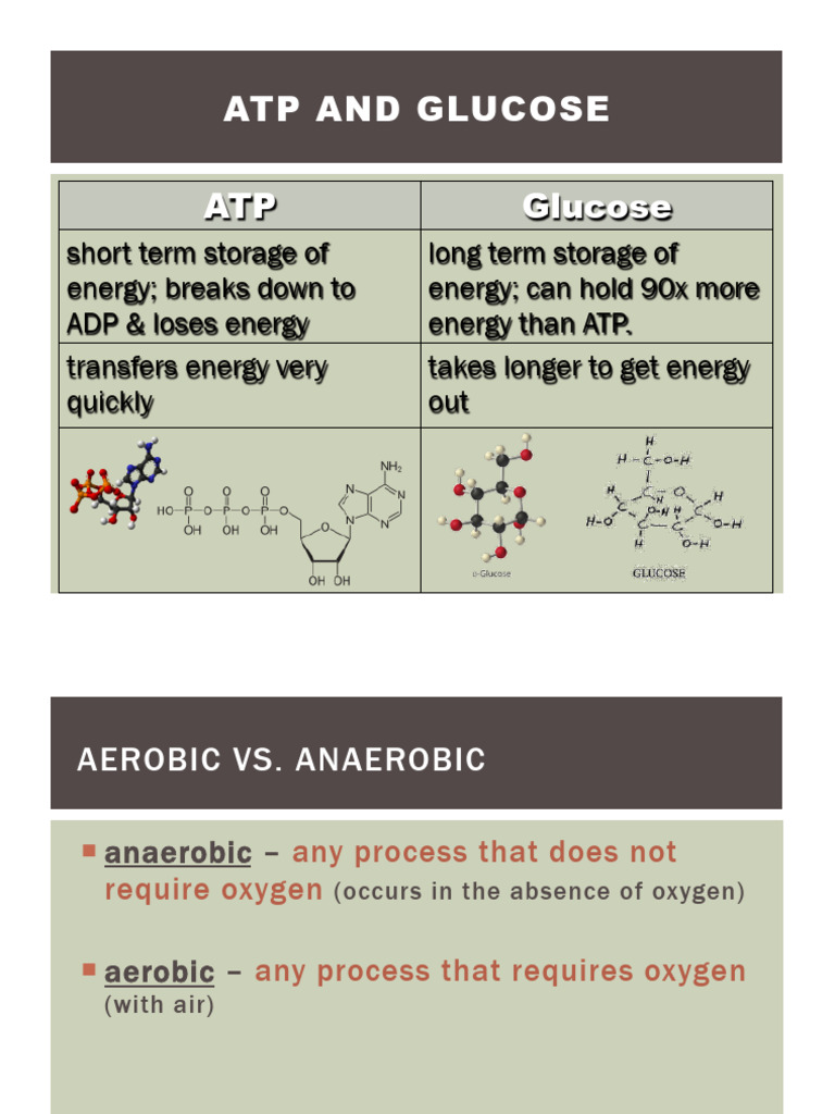 Cellular Respiration Study Guide | PDF