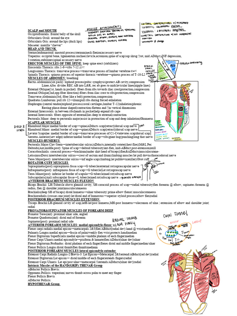 ANATOMY EXAM 3 (FINAL VERSION) | PDF