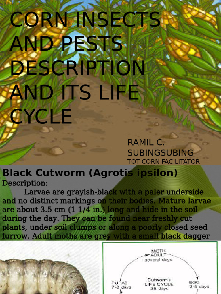 Insects Life Cycle | PDF | Maize | Science & Mathematics