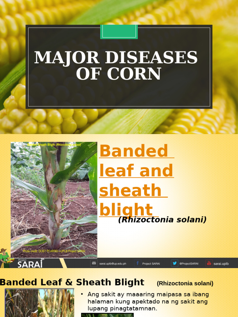 Major Disease of Corn | PDF | Organisms | Microbiology