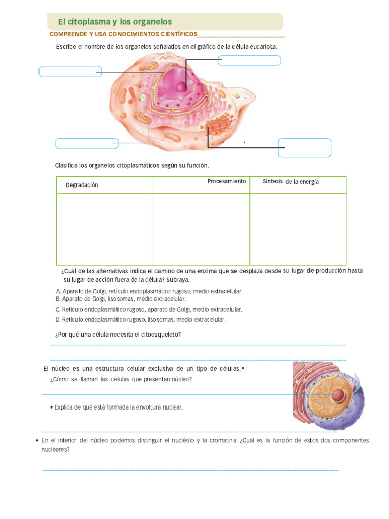 b4º Pract Act3 Cyt u2 | PDF