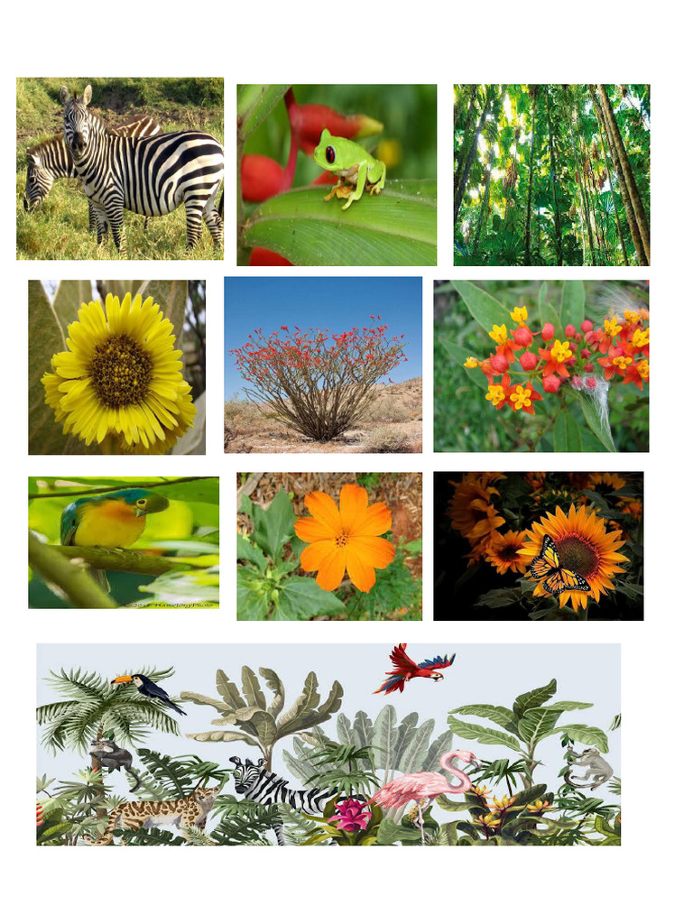 Florayfauna | PDF