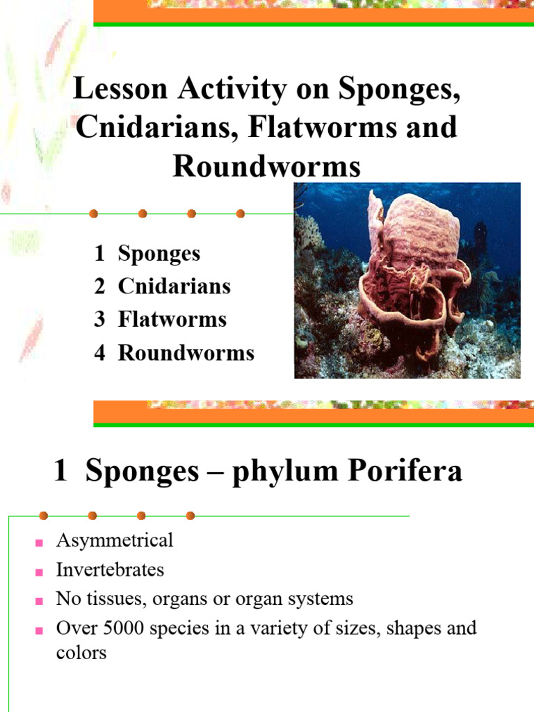 Sponges Cnidarians Flatworms | PDF