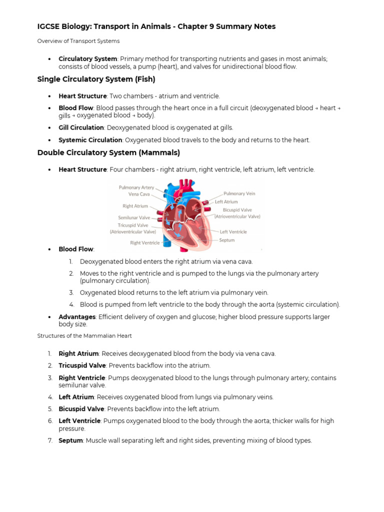 IGCSE Biology Circulatory System Notes | PDF | Atrium (Heart) | Heart