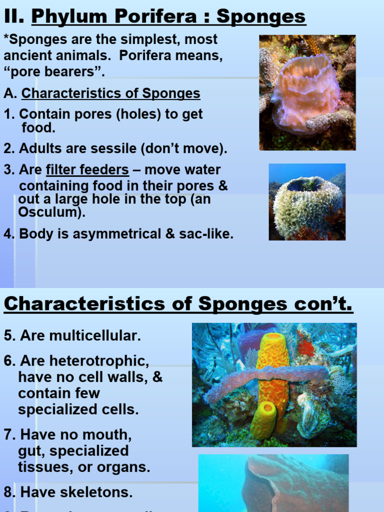 Phylum Porifera - Sponges | PDF