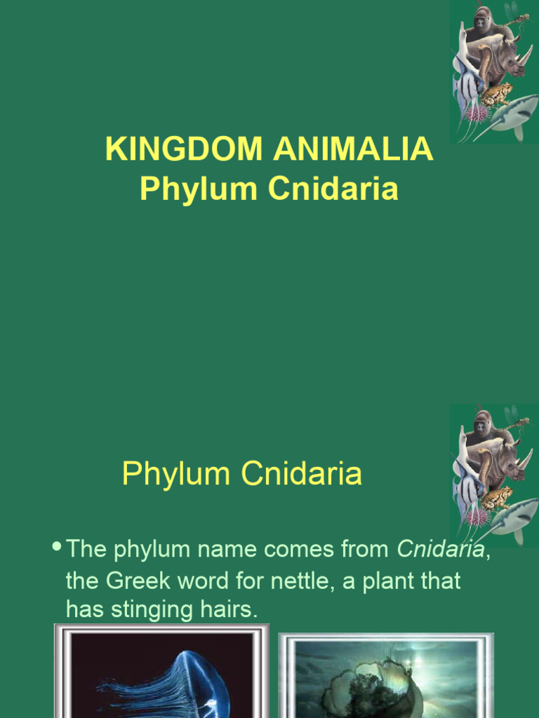 Phylum Cnidaria | PDF
