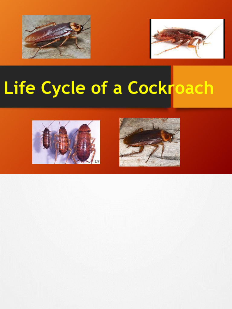 Life Cycle of A Cockroach | PDF
