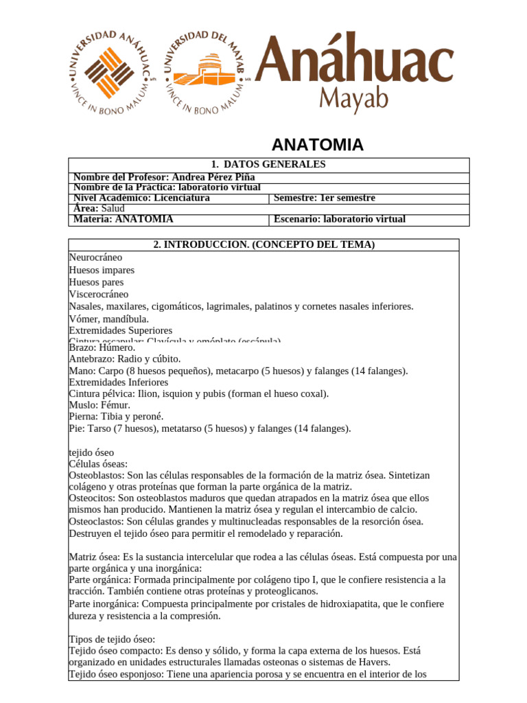 Anatomo Practica | PDF